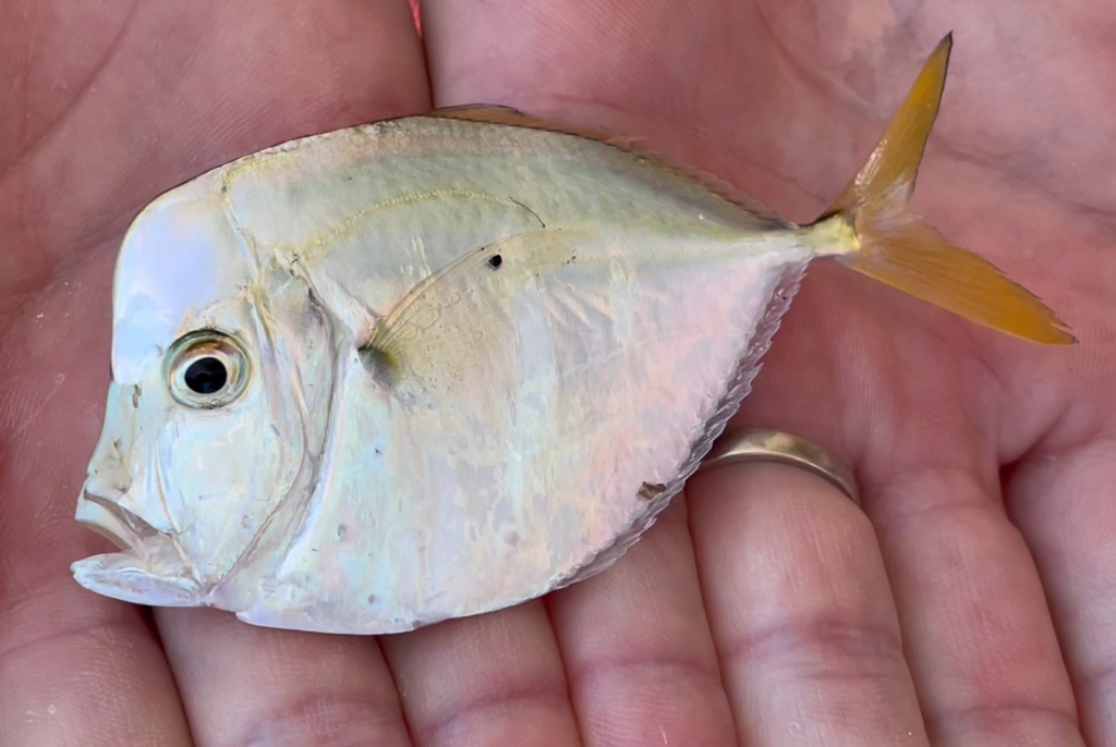 Atlantic Moonfish from Biloxi, MS, USA on October 15, 2022 at 11:38 AM by frank08 · iNaturalist