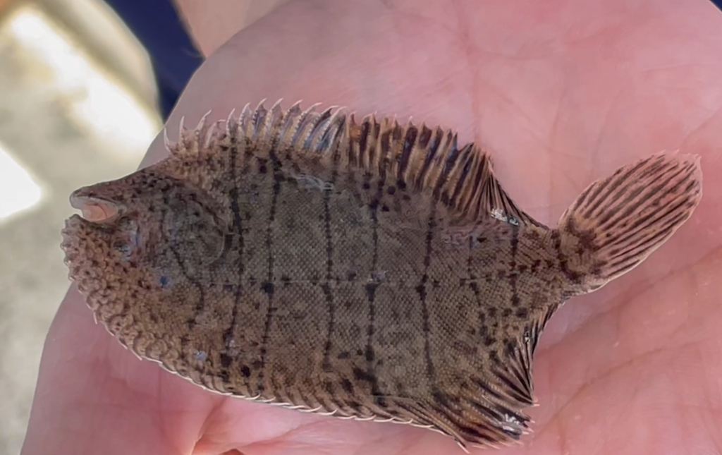 Hogchoker from Biloxi, MS, USA on October 15, 2022 at 11:38 AM by ...