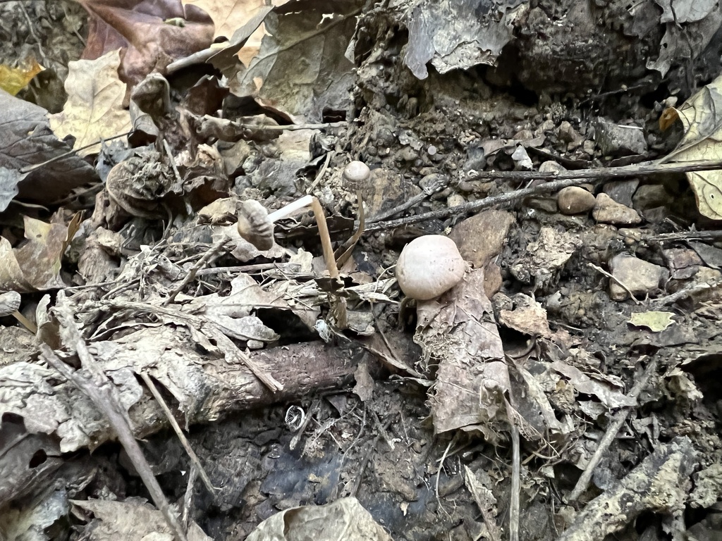 rootlet brittlestem from O'Henry Ln, Nashville, IN, US on October 17 ...
