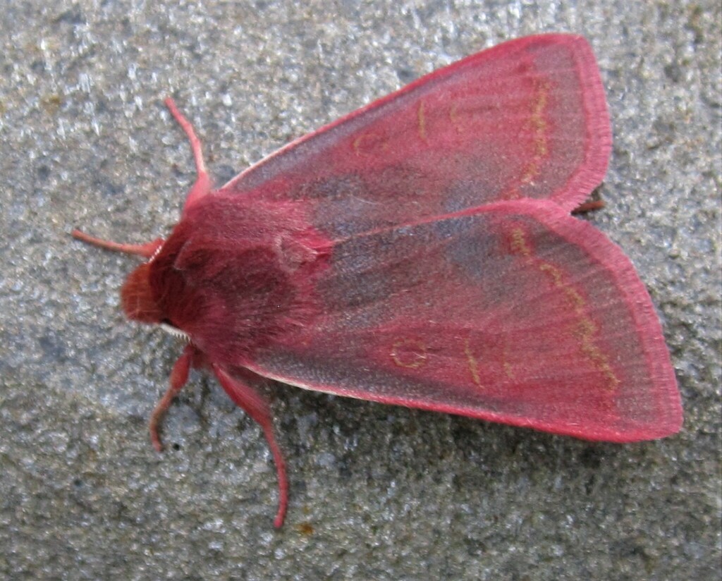 Pink Sallow from Truro, MA, USA on October 12, 2022 at 08:26 AM by Tom ...