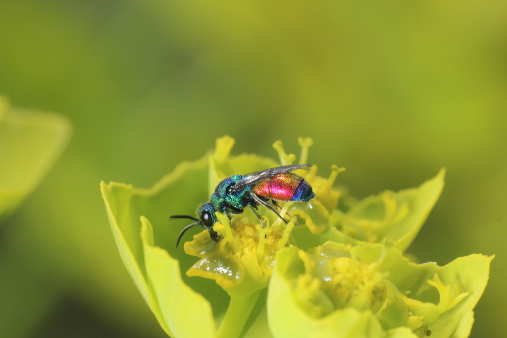 Chrysis splendidula splendidula from 34480 Puissalicon, France on April ...