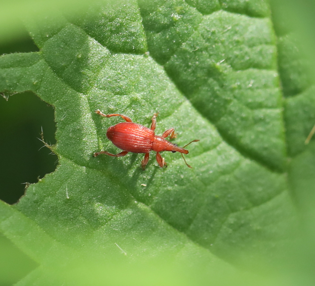 Apion frumentarium from Oudalle, France on October 17, 2022 at 06:48 PM ...