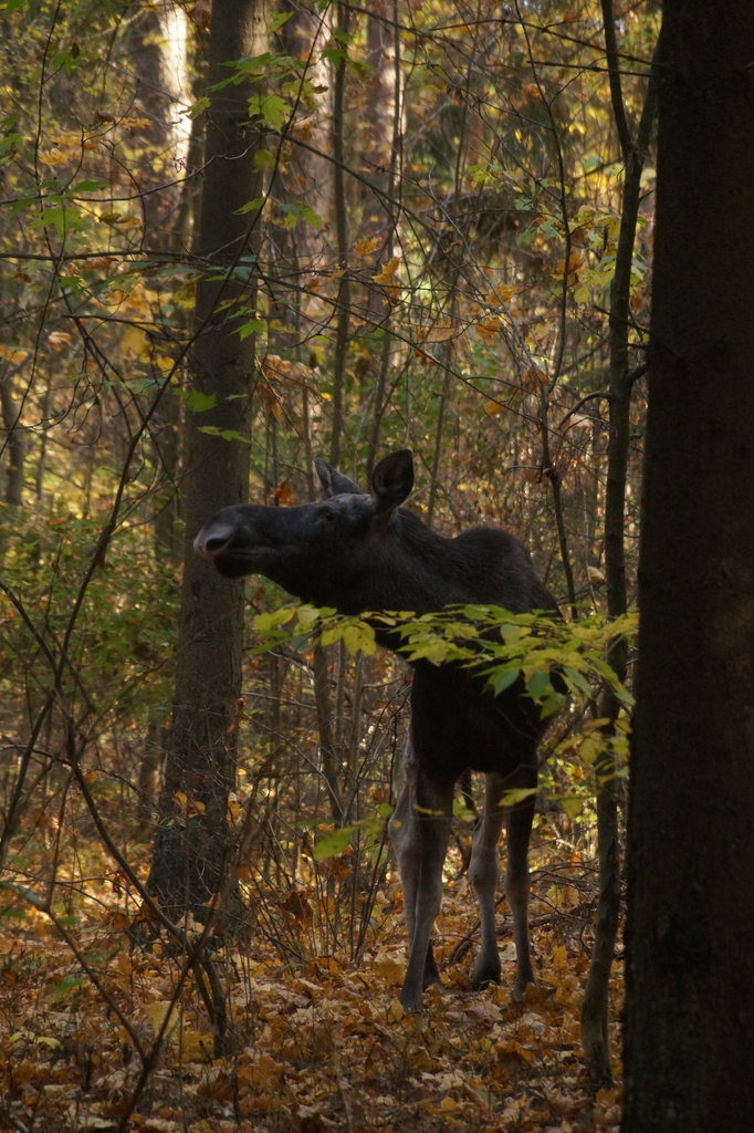 European Elk from Minsk, BY-MI, BY on October 17, 2022 at 03:21 PM by ...
