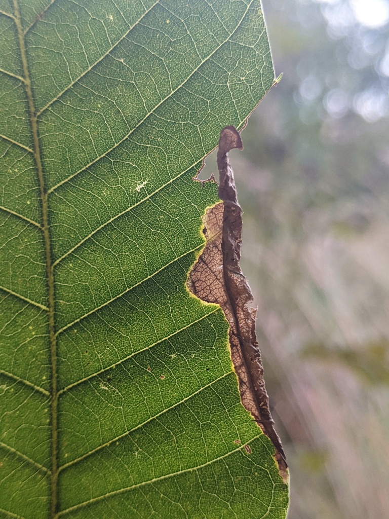 The Golden Sweeper in October 2022 by privatenoaccess. On Japanese ...