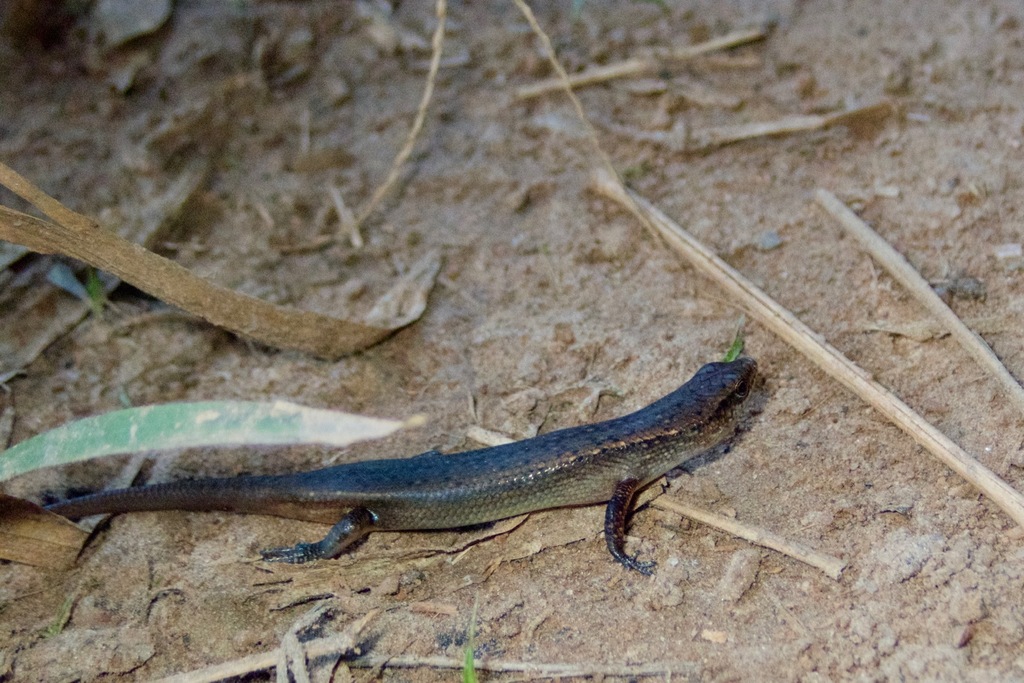 Togo Skink from Ejisu-Juabeng, Ashanti, Ghana on August 9, 2018 at 05: ...