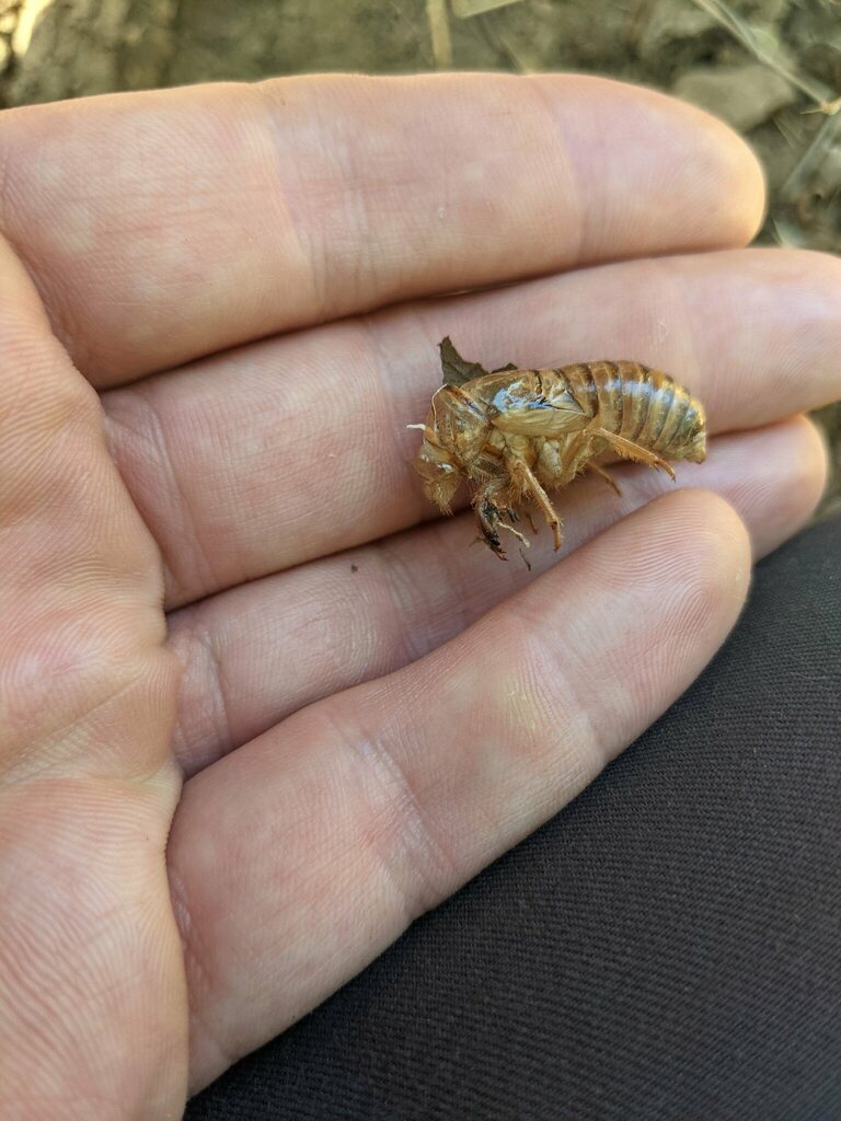 Typical Cicadas from Wasco, Oregon, United States on October 11, 2022 ...