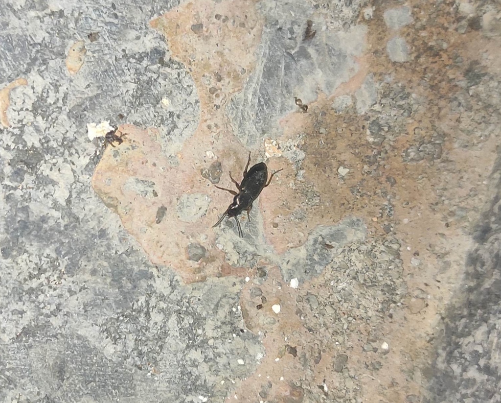Ground Beetles from Indian Institute of Science Education and Research ...