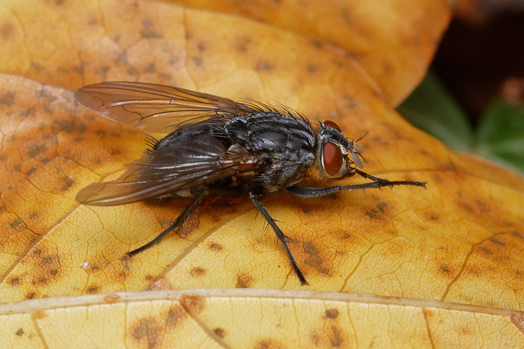 Bluebottle Flies from Las Bielański, Warsaw, Poland on October 16, 2022 ...