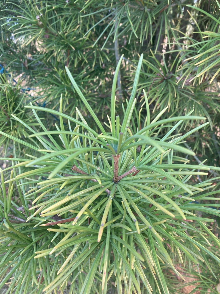 koyamaki from Avenue F, Snohomish, WA, US on October 17, 2022 at 10:32 ...