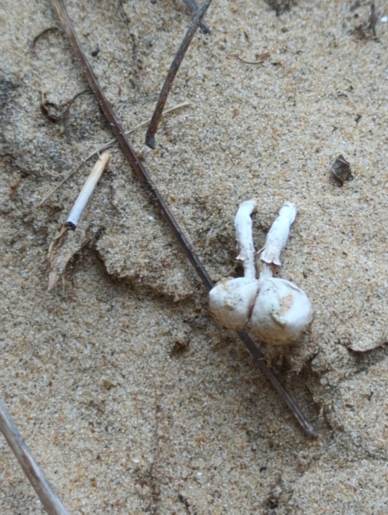 Tulostoma punctatum in October 2022 by Garrett Taylor. In sand ...