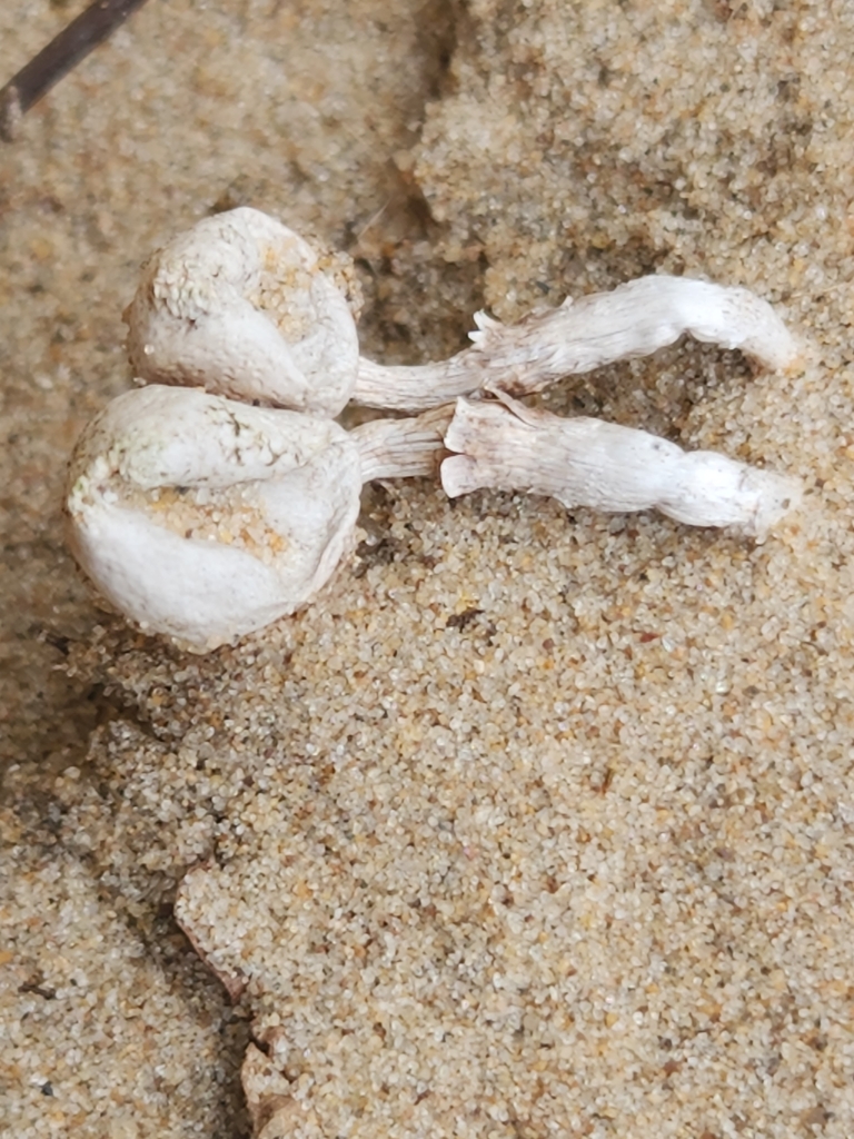 Tulostoma punctatum from Miller Beach, Gary, IN 46403, USA on October ...