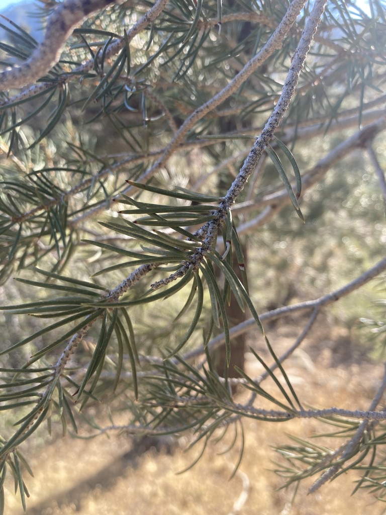 singleleaf pinyon in October 2022 by Corey Husic · iNaturalist