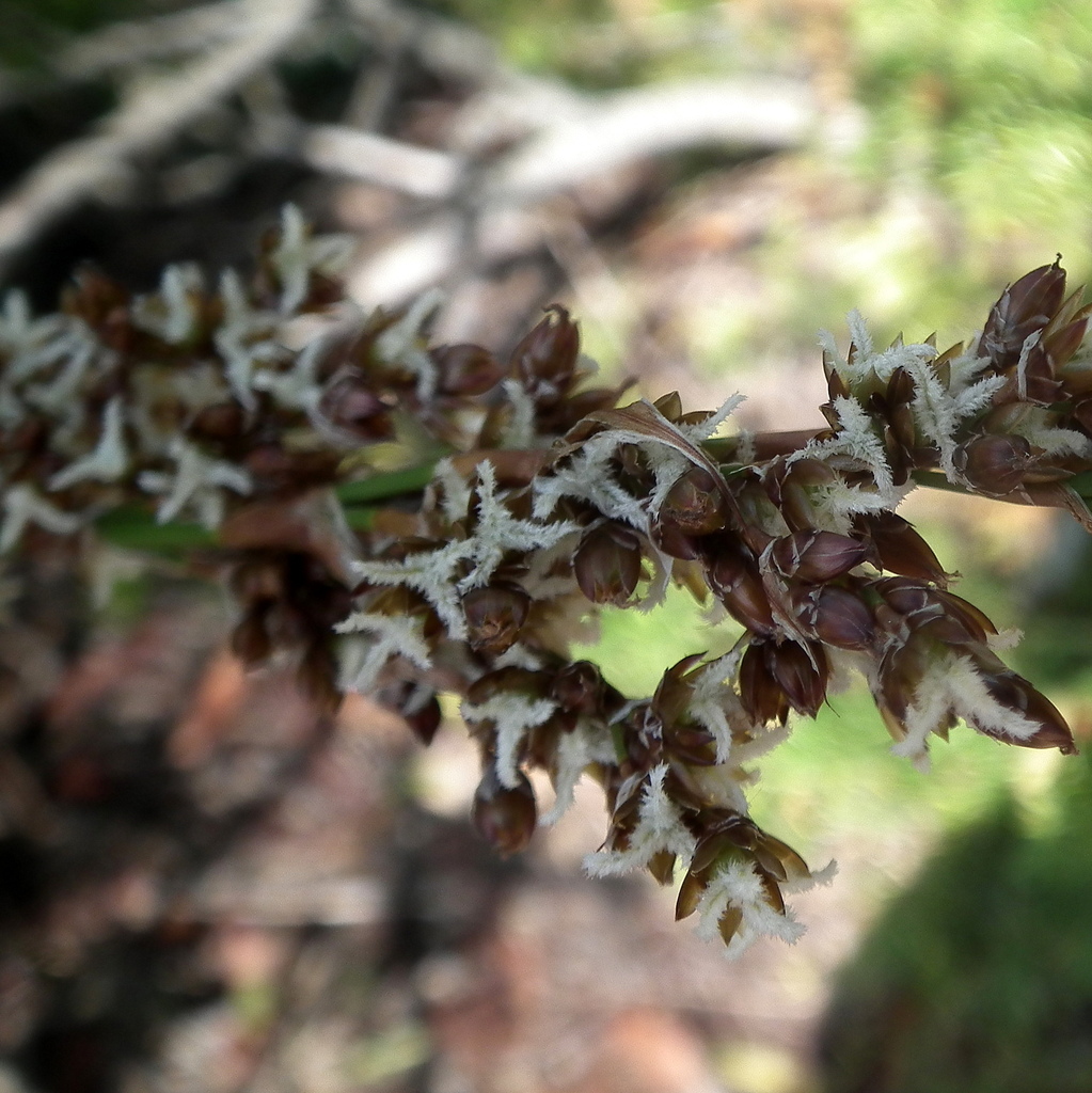 Restiads from Garden Route Botanical Garden on October 17, 2022 at 09: ...