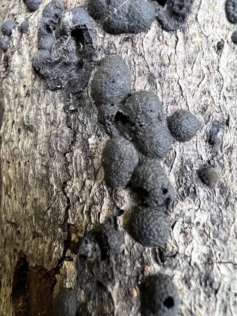 Annulohypoxylon annulatum from Rick Ridge Rd, Nashville, IN, US on ...