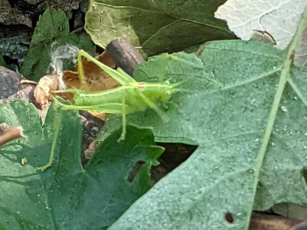 Southern Oak Bush-cricket from Highline, Seattle, WA, USA on October 10 ...