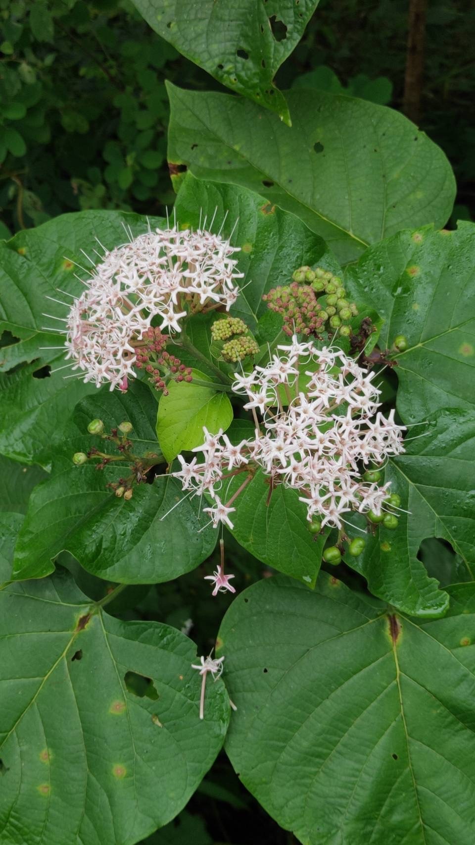Clerodendrum glandulosum Lindl.
