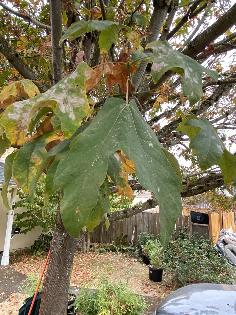 bigleaf maple from S Puget Sound Ave, Tacoma, WA, US on October 17 ...