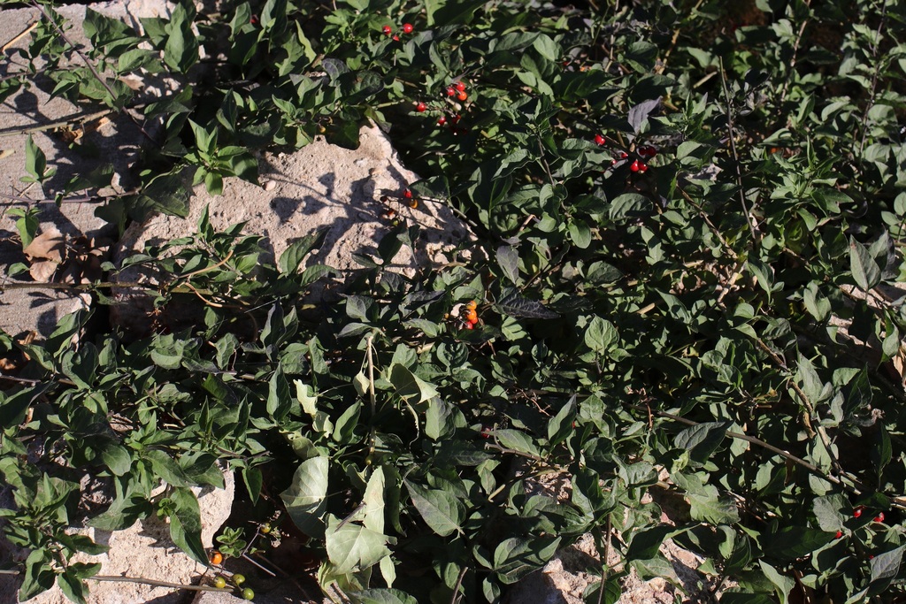 bittersweet nightshade from Twin Lakes, CO 80221, USA on October 16 ...