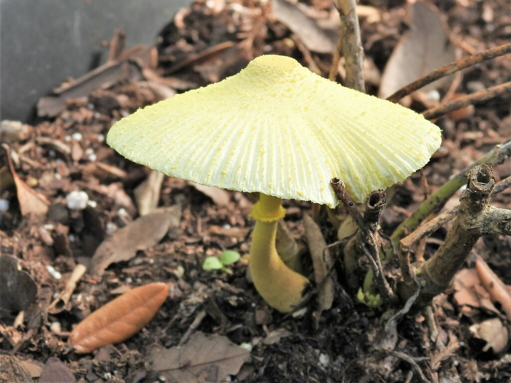 flowerpot parasol from Arthur R. Marshall Loxahatchee Wildlife Refuge ...