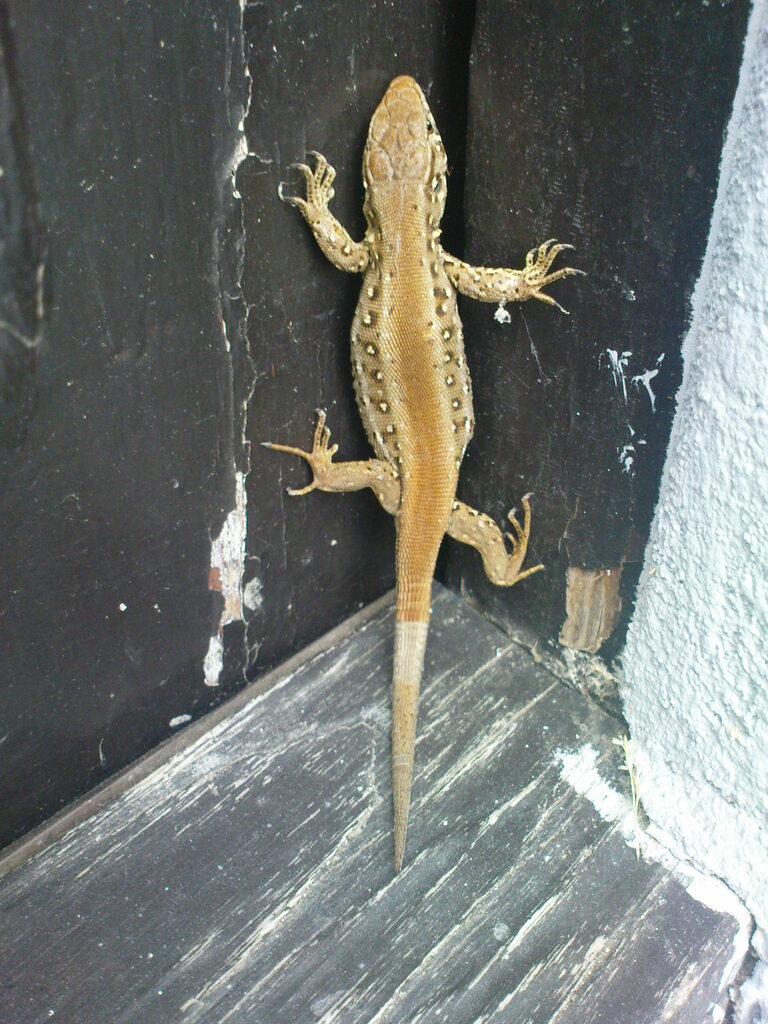 Sand Lizard from 3730 Eggenburg, Österreich on August 8, 2009 at 03:50 ...
