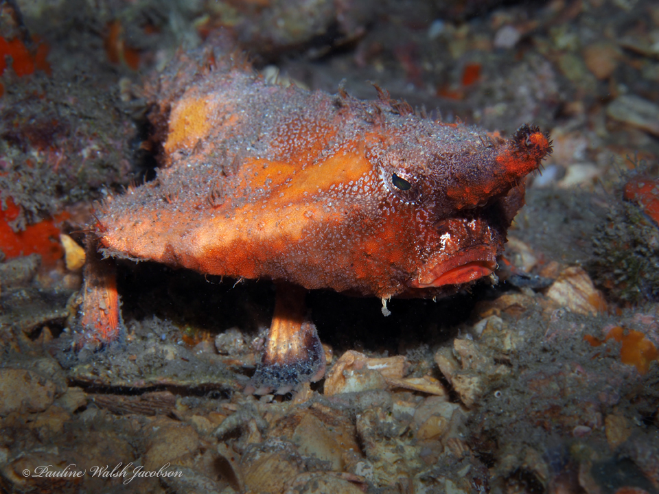 Longnose Batfish from Riviera Beach, FL, USA on June 14, 2021 at 11:55 ...