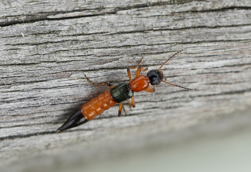 Paederus riparius from Oudalle, France on October 17, 2022 at 08:58 PM ...