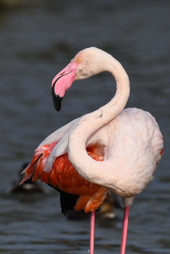 Greater Flamingo from Parc ornithologique du Pont de Gau, France on ...