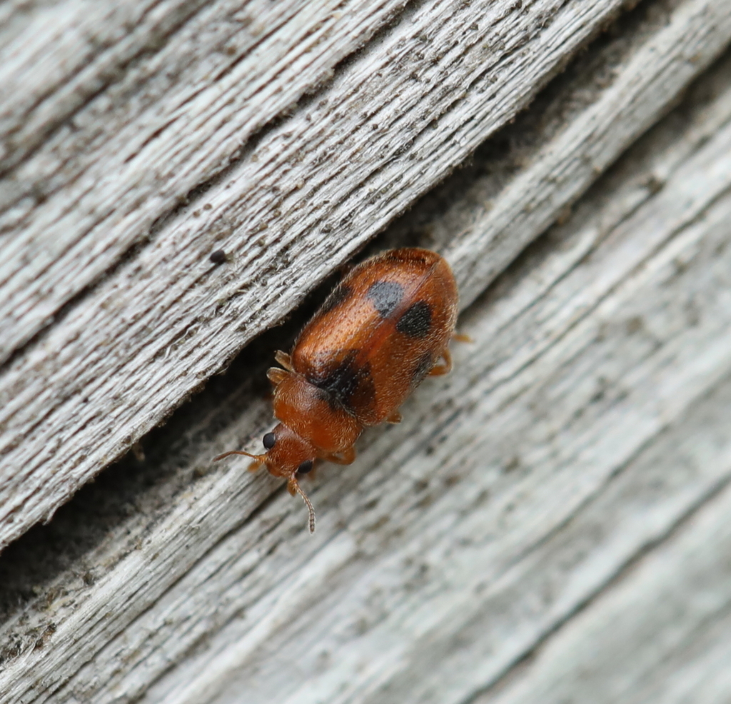 Spotted Marsh Ladybird from Oudalle, France on October 17, 2022 at 09: ...