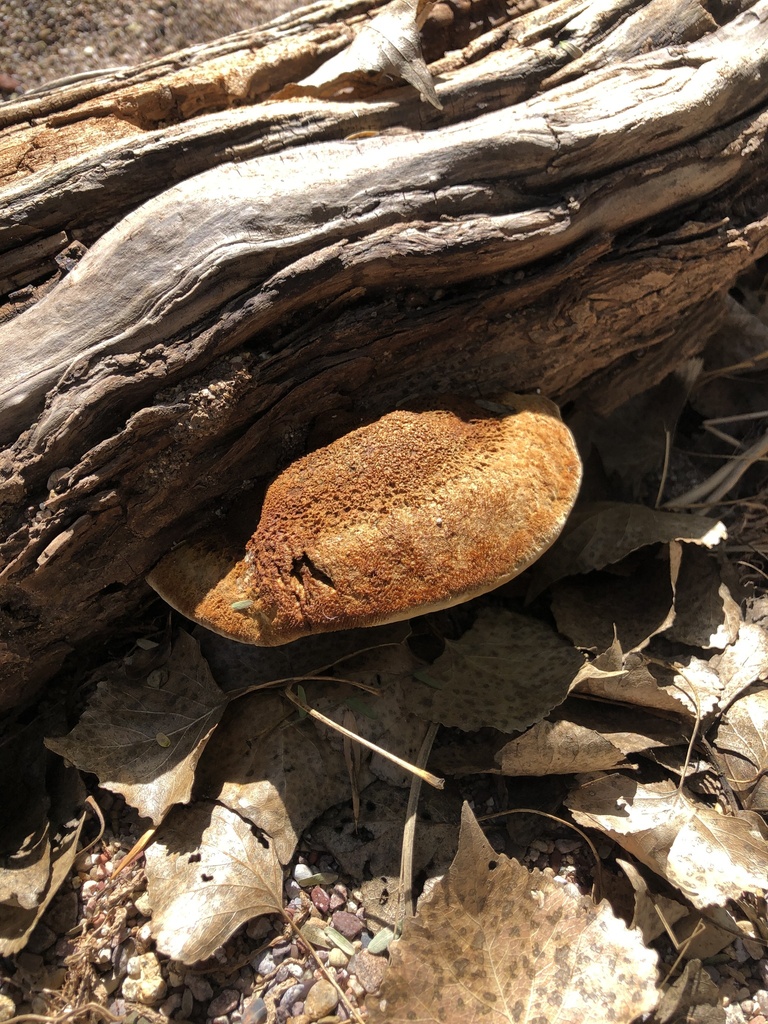 Hymenochaetaceae from Las Cienegas National Conservation Area, Elgin ...
