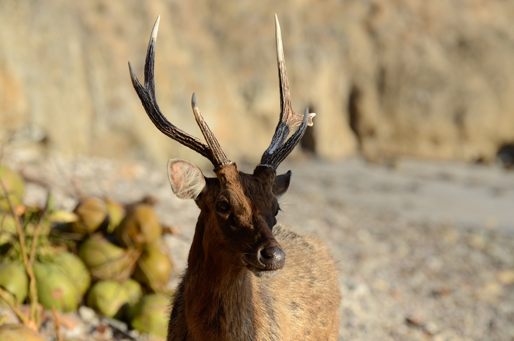 Javan Rusa (Rusa timorensis) - Know Your Mammals
