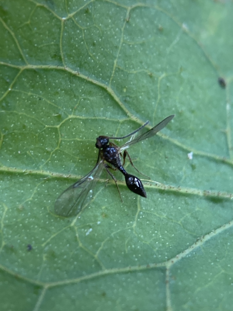 Belytinae from Holbrook, PA, US on October 17, 2022 at 10:28 AM by ...