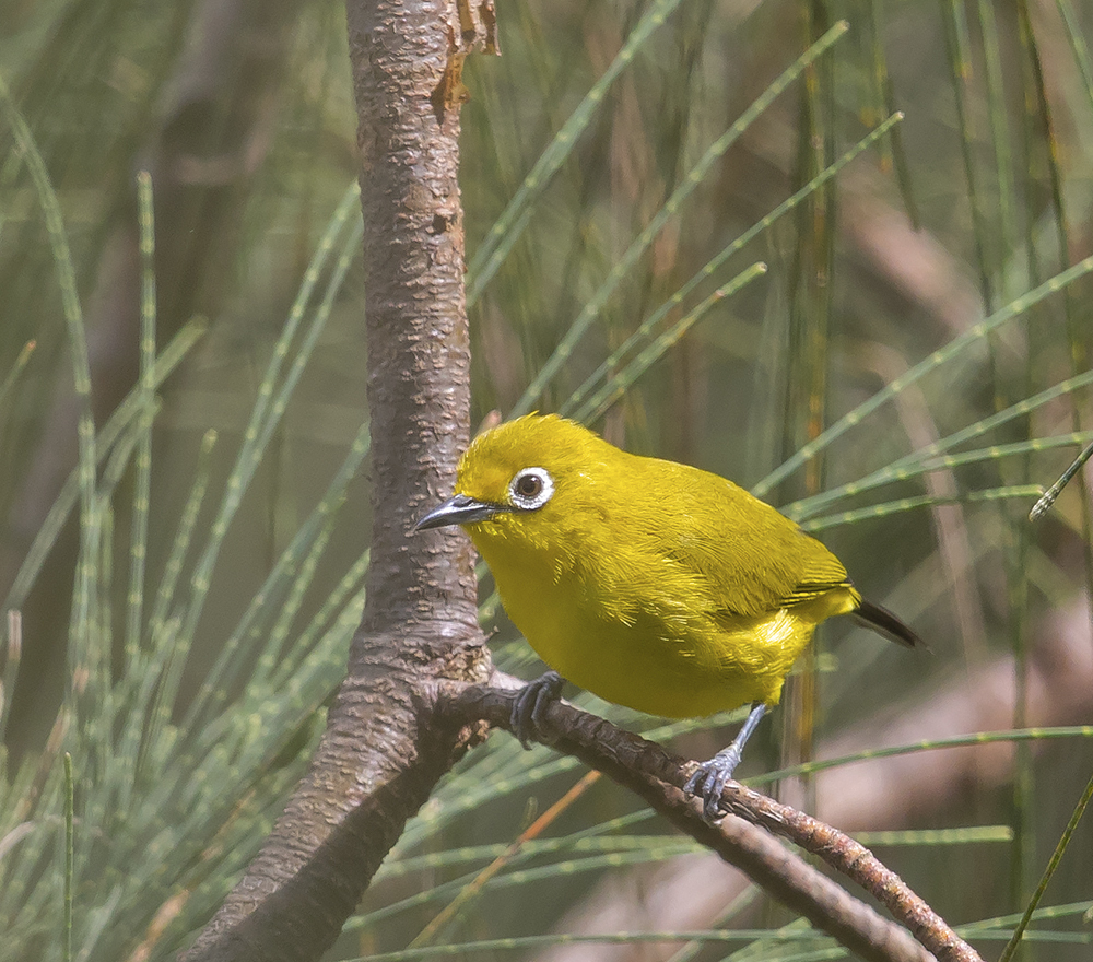 Yellow-bellied White-eye from Ende Regency, East Nusa Tenggara ...