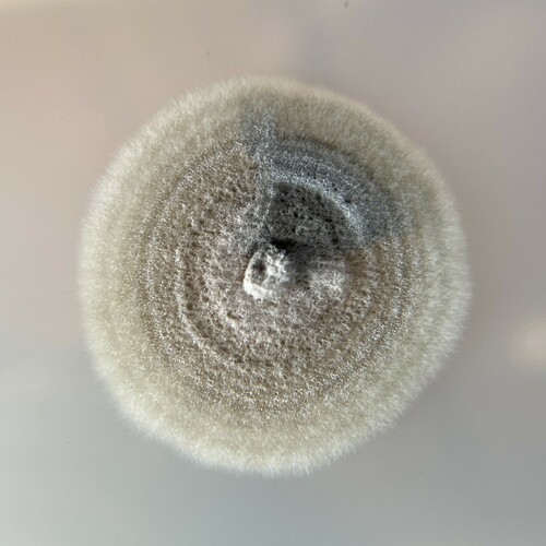 Genus Pyrenochaetopsis · iNaturalist