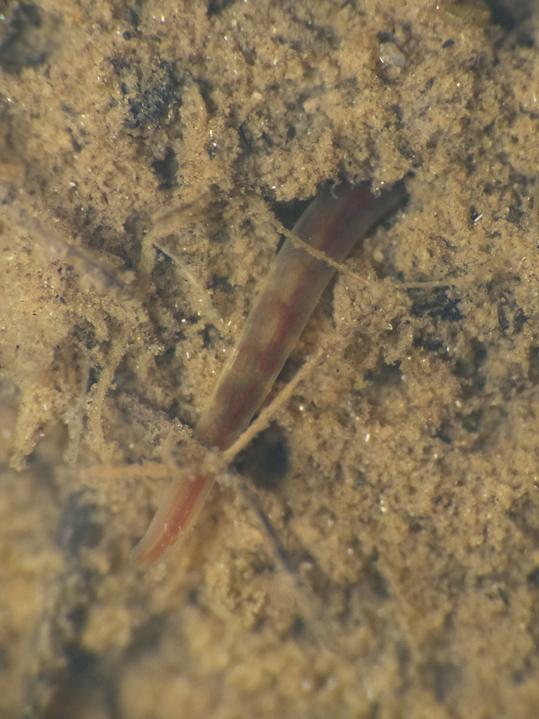 Naidid Worms from Linares, Maule, Chile on April 16, 2022 at 10:01 PM ...