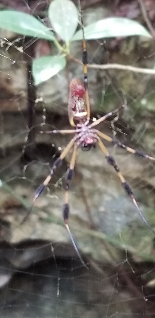 Golden Silk Spider from New Providence, BS on October 17, 2022 at 10:47 ...