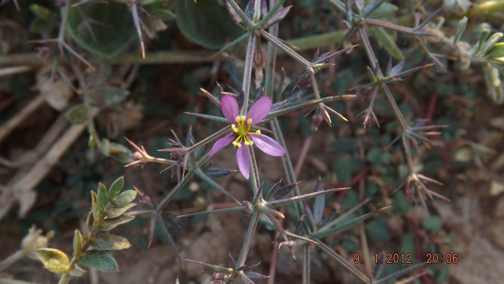 (Fagonia bruguieri) - Botanical Realm