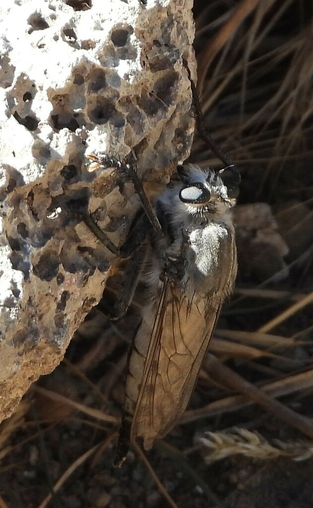 Asilinae from Power County, ID, USA on October 16, 2022 at 12:07 PM by ...