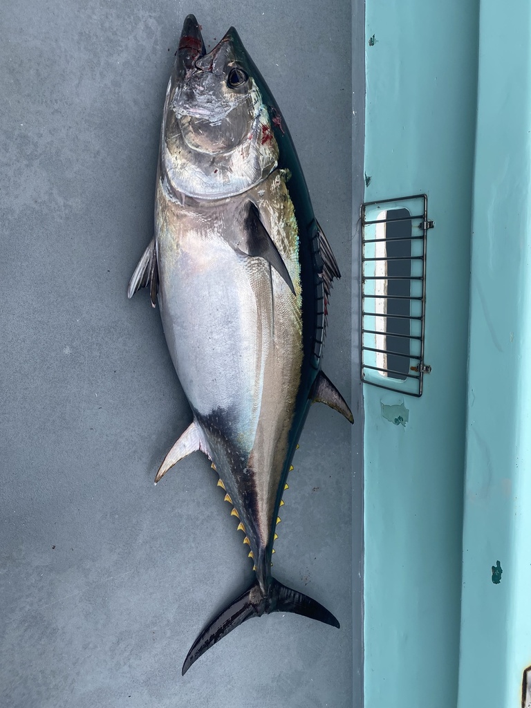 Pacific Bluefin Tuna in October 2022 by frankf · iNaturalist