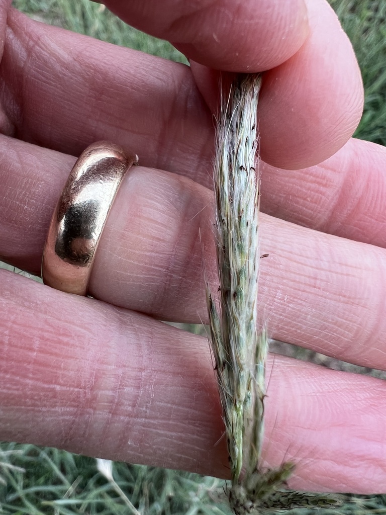 Silver bluestem from Raymonds Way, Abilene, TX, US on October 17, 2022 ...