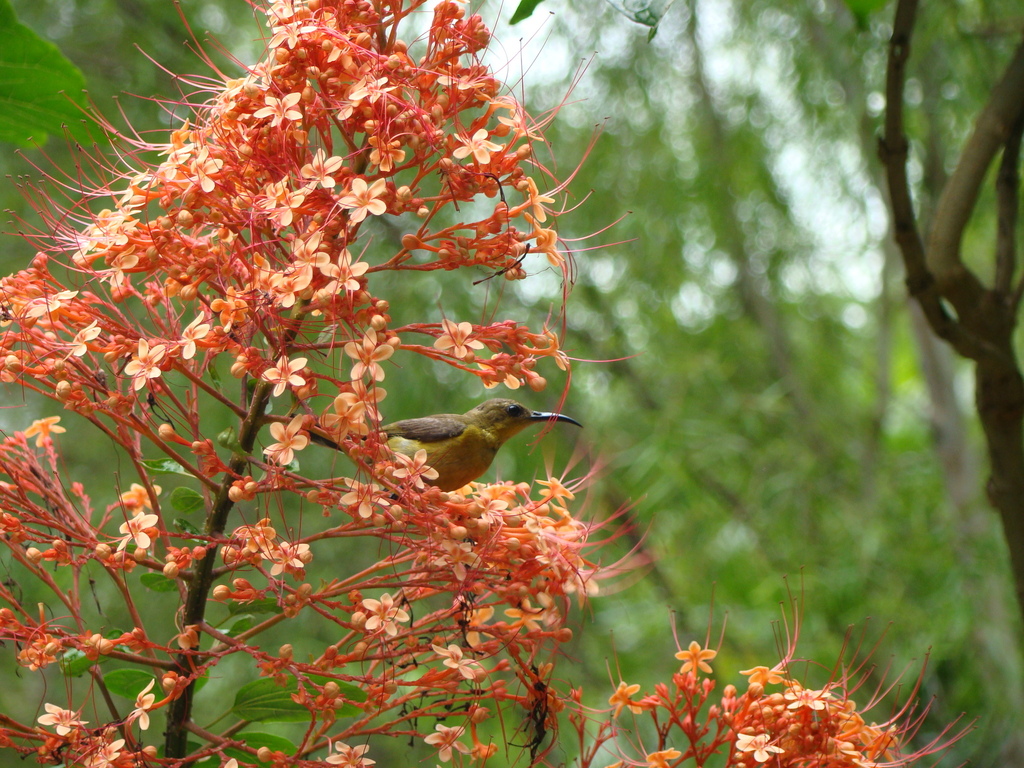 Olive-backed Sunbird from Bukit Panjang, Сингапур on June 14, 2010 at ...