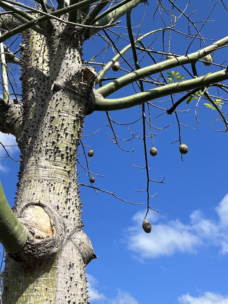 Pochote from 010, La Cañada, JAL, MX on October 9, 2022 at 11:43 AM by ...