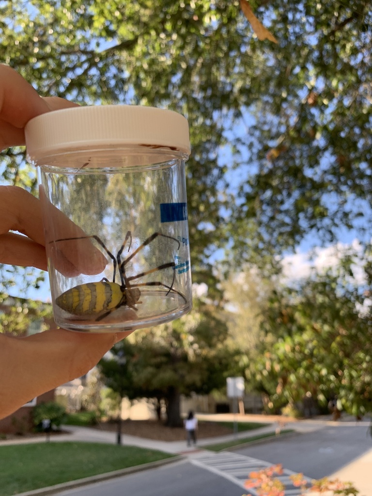 Joro Spider from Emory University - Oxford College, Oxford, GA, US on ...