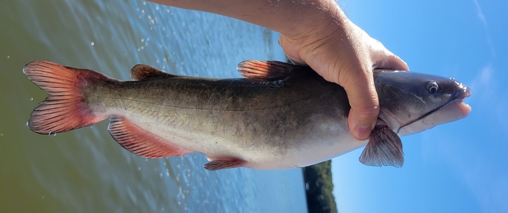 White Catfish from Anne Arundel County, MD, USA on October 06, 2022 at ...