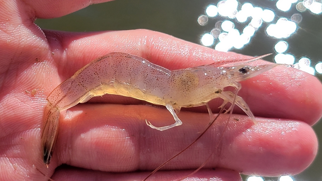 Northern White Shrimp from Anne Arundel County, MD, USA on October 6 ...