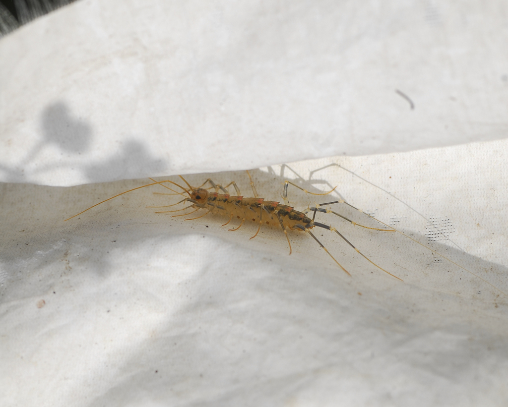 Typical House Centipedes from 5100 E 51st St, Austin, TX 78723, USA on ...