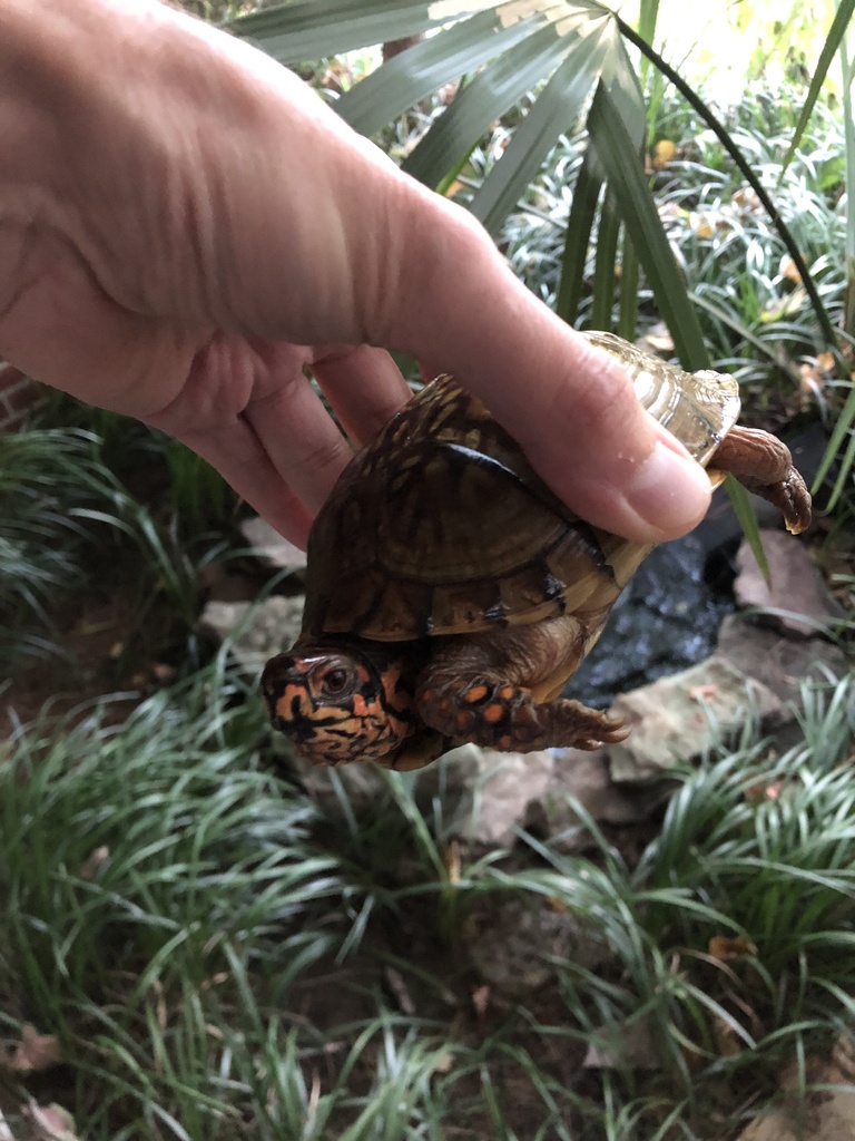 Common Box Turtle in October 2022 by arbee2022 · iNaturalist