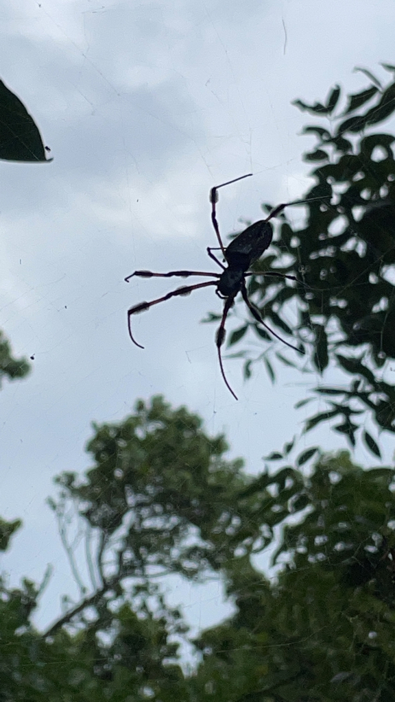 Golden Silk Spider from Fort Lauderdale on October 17, 2022 at 05:18 PM ...