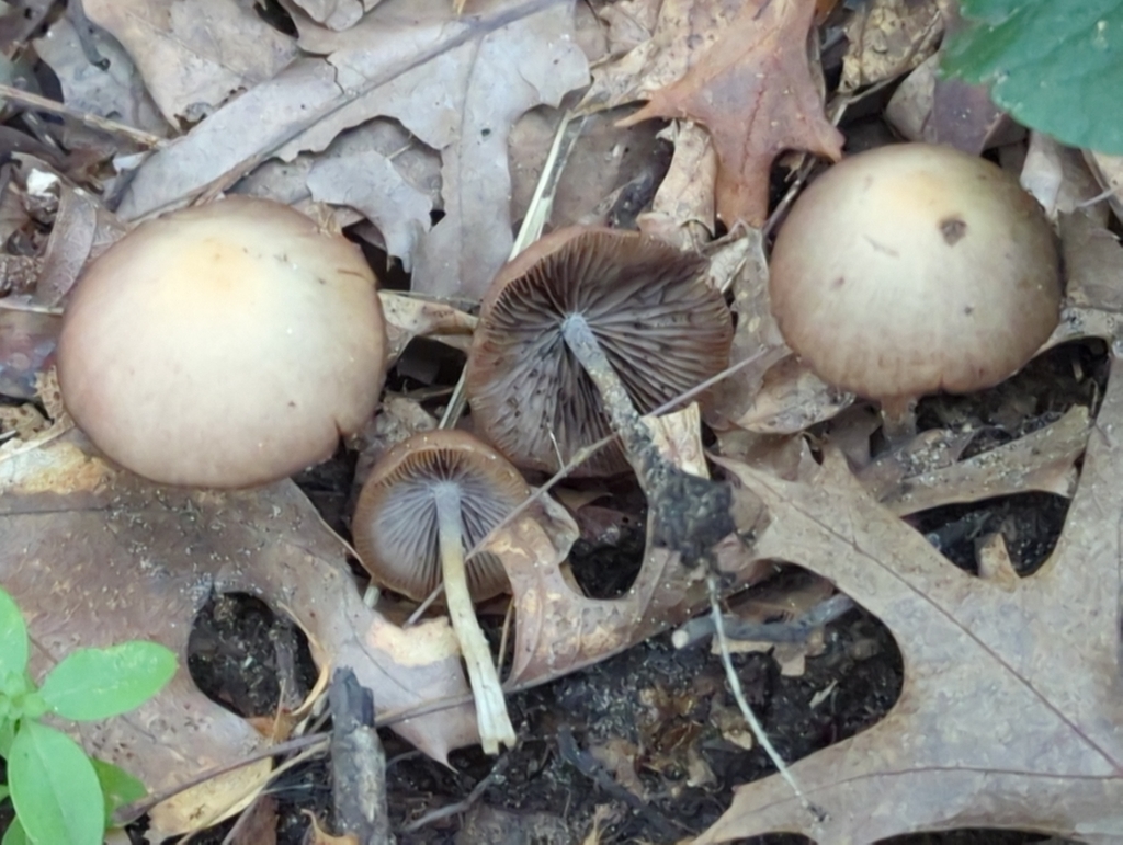 Psathyrellaceae from Griffith, IN 46319, USA on October 17, 2022 at 04: ...