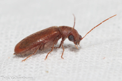 Ernobius laticollis · iNaturalist