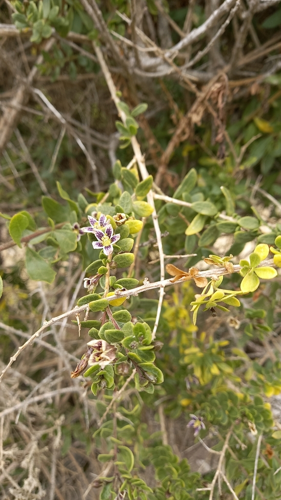 Lycium chilense from Quintay on October 17, 2022 at 02:03 PM by ...